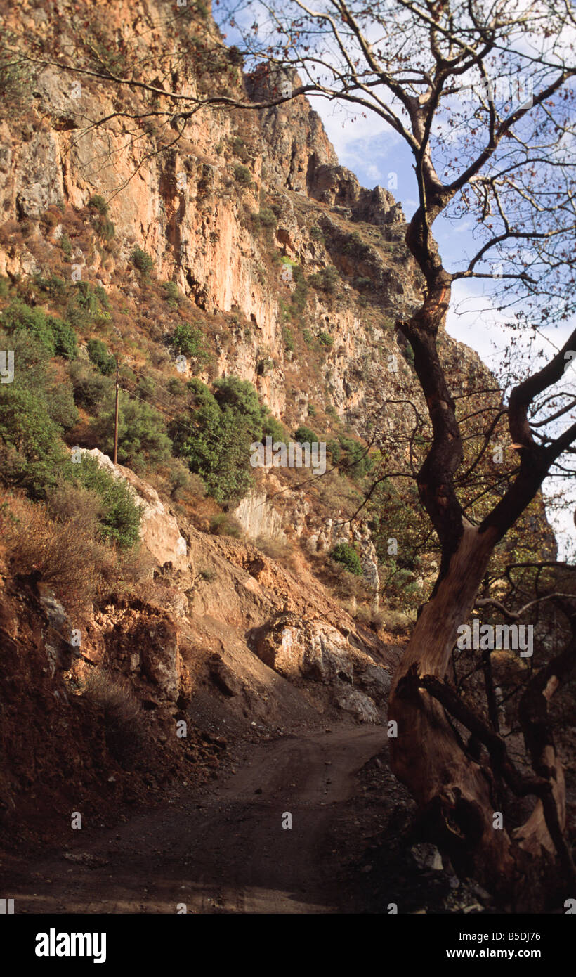 The dry tree hi-res stock photography and images - Alamy