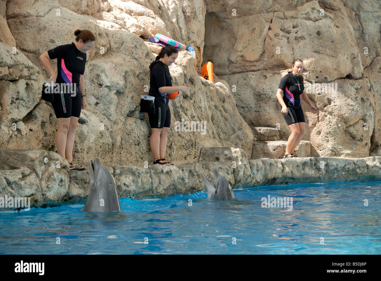 Dolphin trainer in a public show, Texas State Aquarium, Corpus Christi ...
