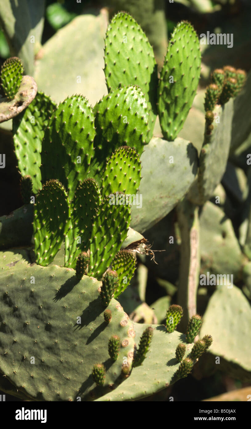 Auricular hi-res stock photography and images - Alamy