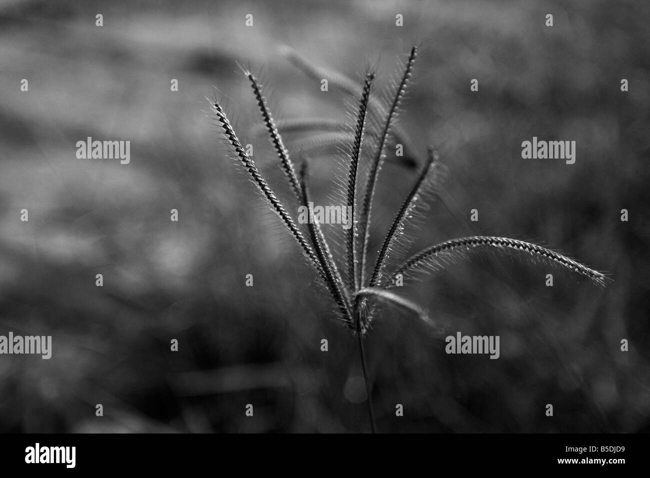 Swaying grass Black and White Stock Photos & Images - Alamy