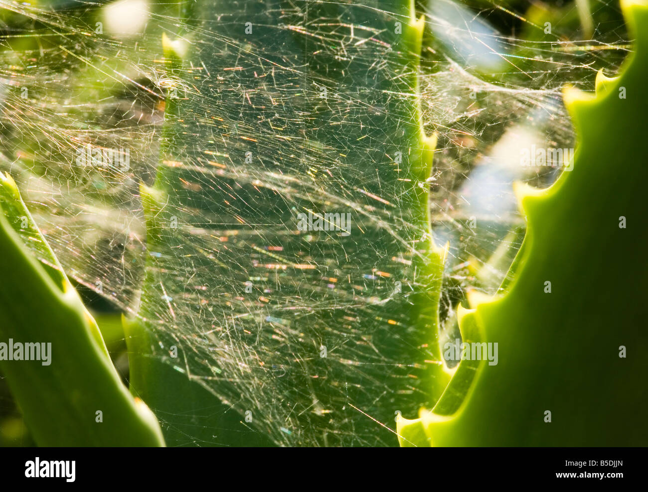 Plant with cobweb hi-res stock photography and images - Alamy