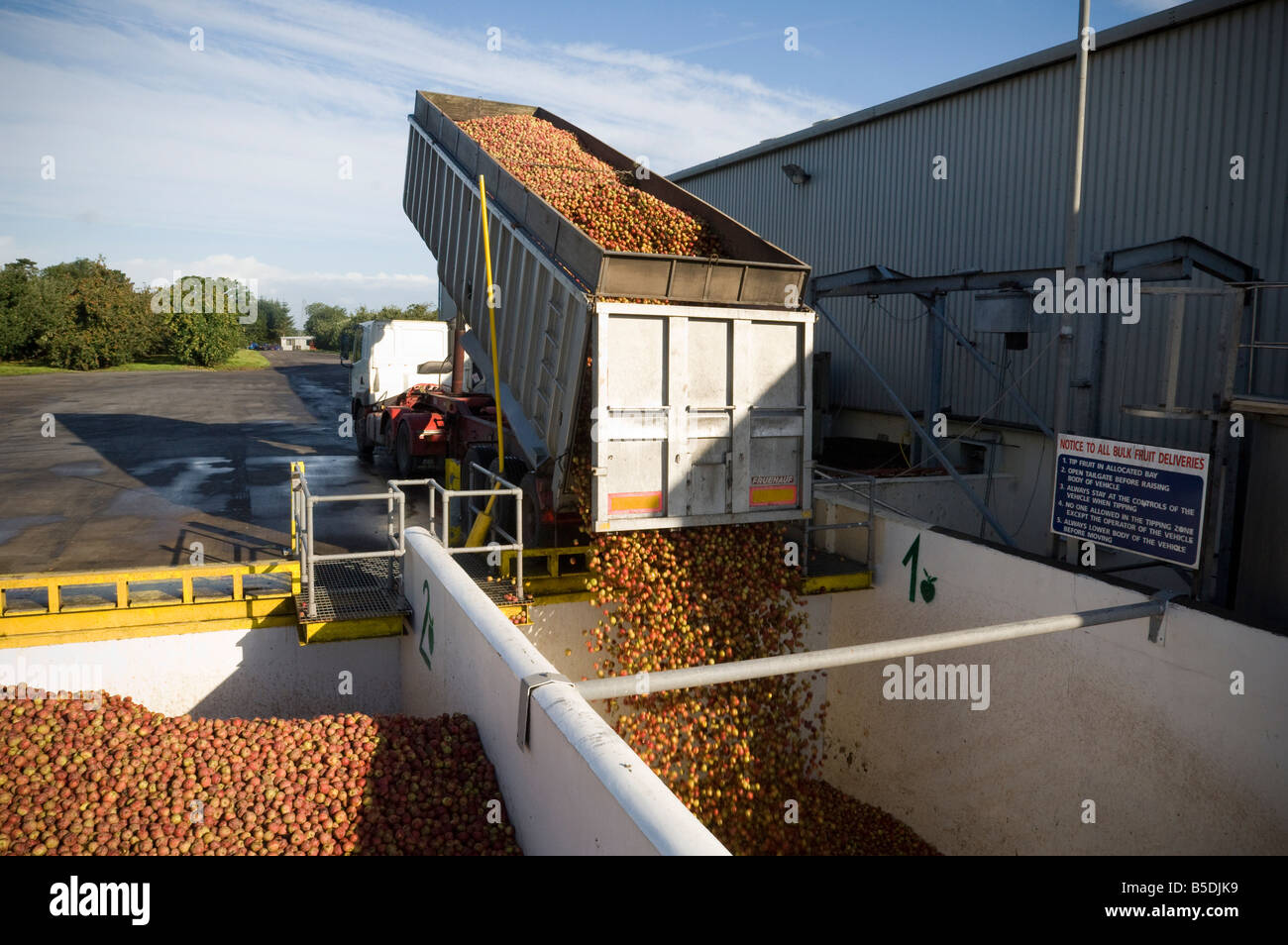 Unloading trailer of machine harvested cider apples into receiving ...