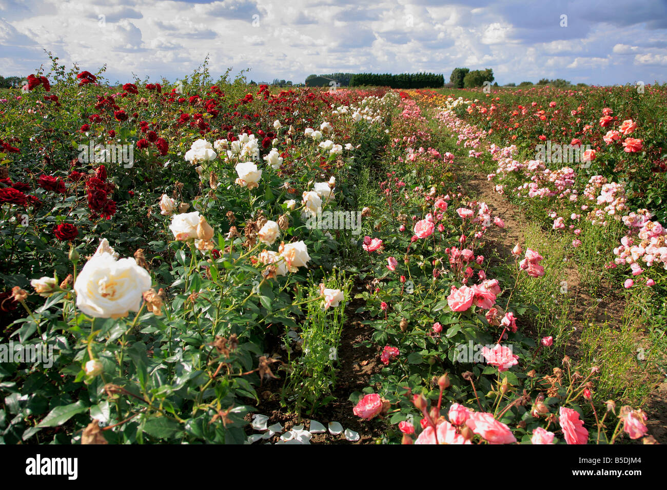Rose fields growing near Spalding Lincolnshire England UK Stock Photo ...