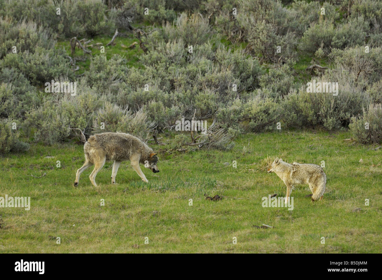 Coyote Vs Wolf