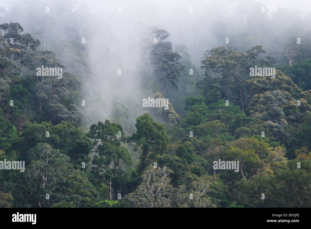 Malaysian Tropical Rainforest at Pahang National Park Stock Photo - Alamy