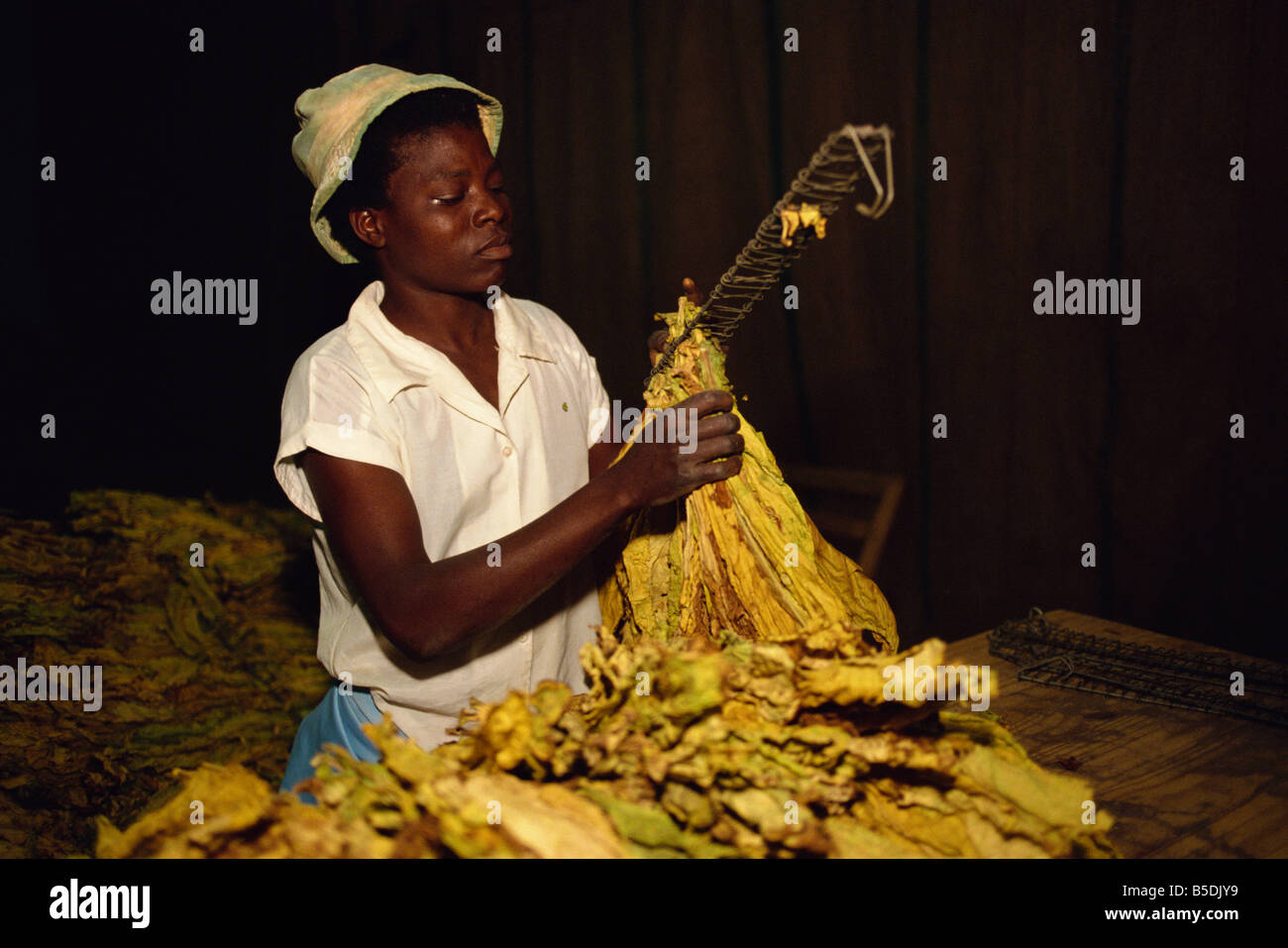 Tobacco barn in Ruwa, Harare area, Zimbabwe, Africa Stock Photo - Alamy