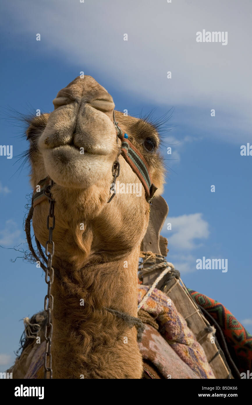 Camel Eye High Resolution Stock Photography and Images - Alamy
