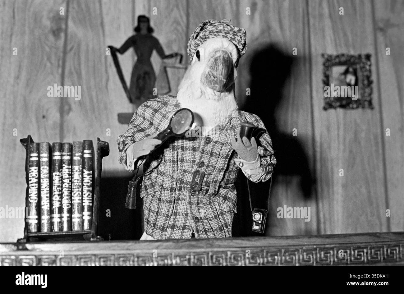 Animals: Birds: Humour: Parrots in fancy dress in humorous poses ...