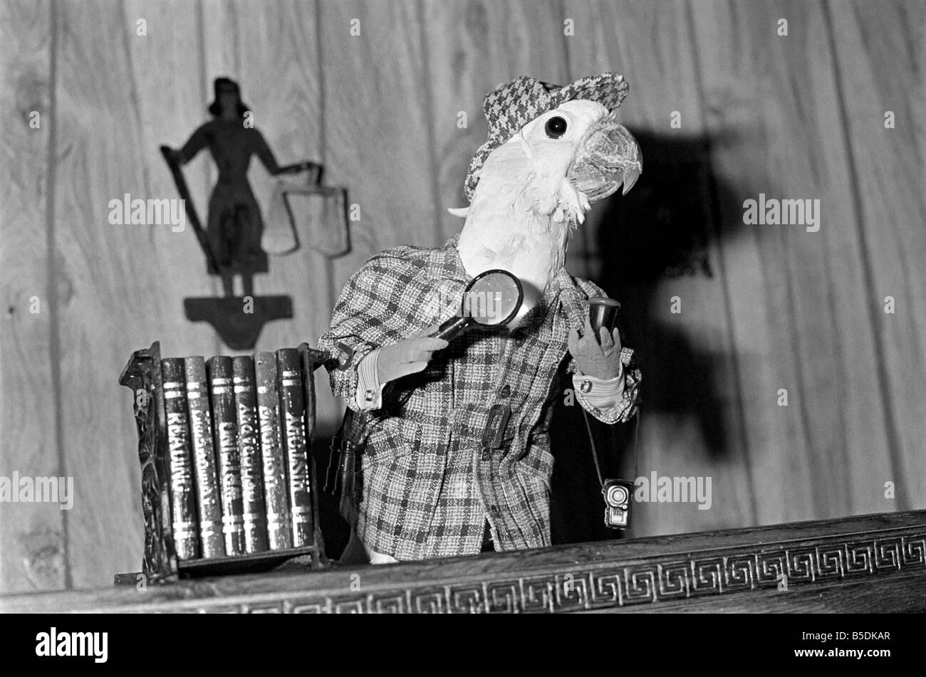 Humorous birds Black and White Stock Photos & Images - Alamy