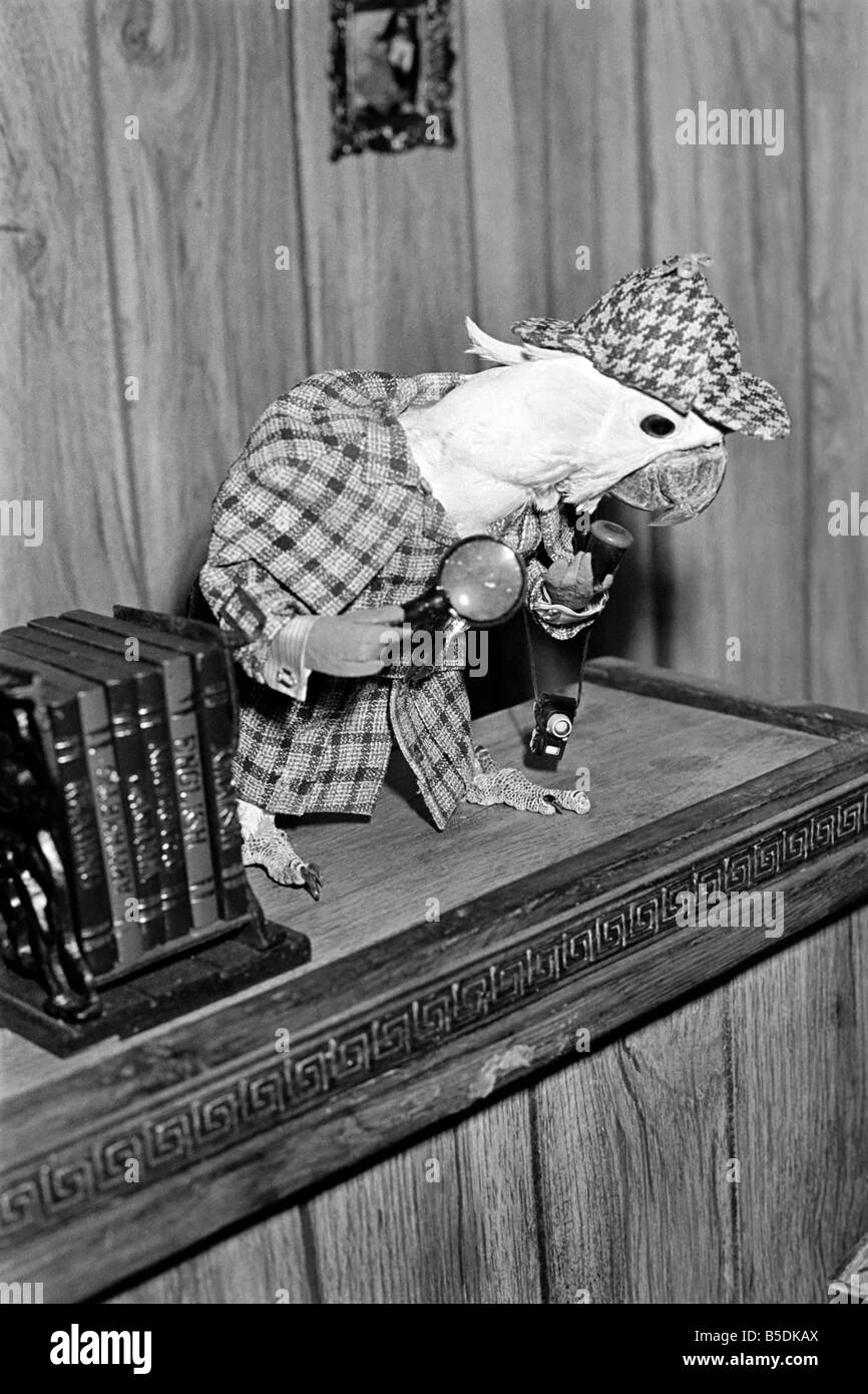 Parrot fancy dress hi-res stock photography and images - Alamy