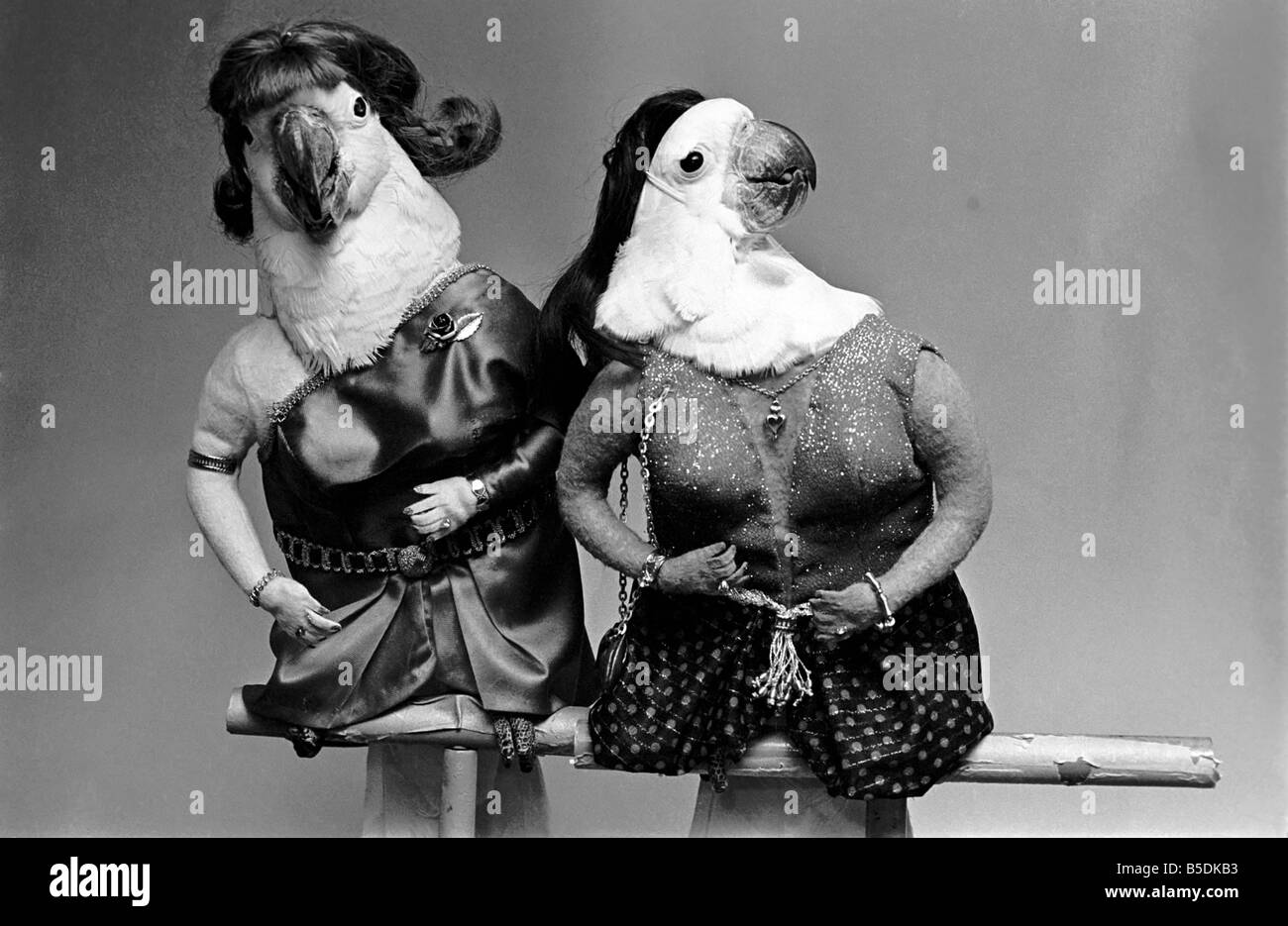 Parrot fancy dress hi-res stock photography and images - Alamy