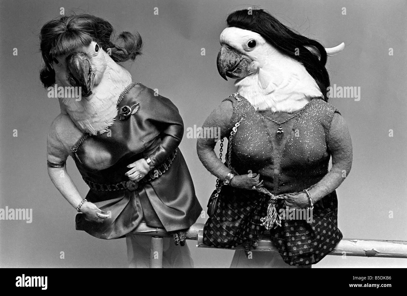 Humorous birds Black and White Stock Photos & Images - Alamy