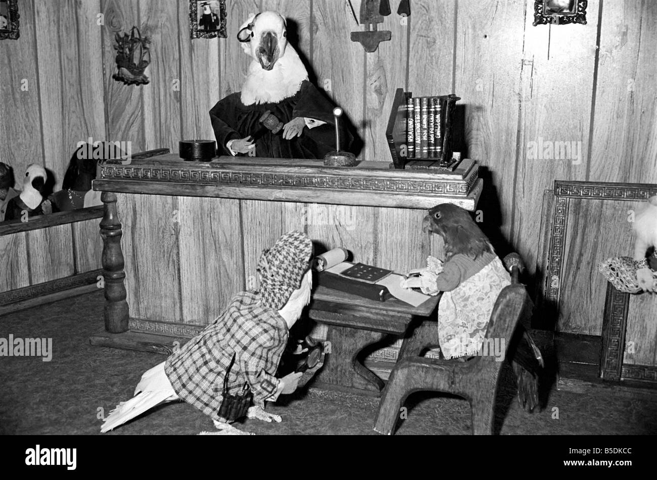 Humorous birds Black and White Stock Photos & Images - Alamy