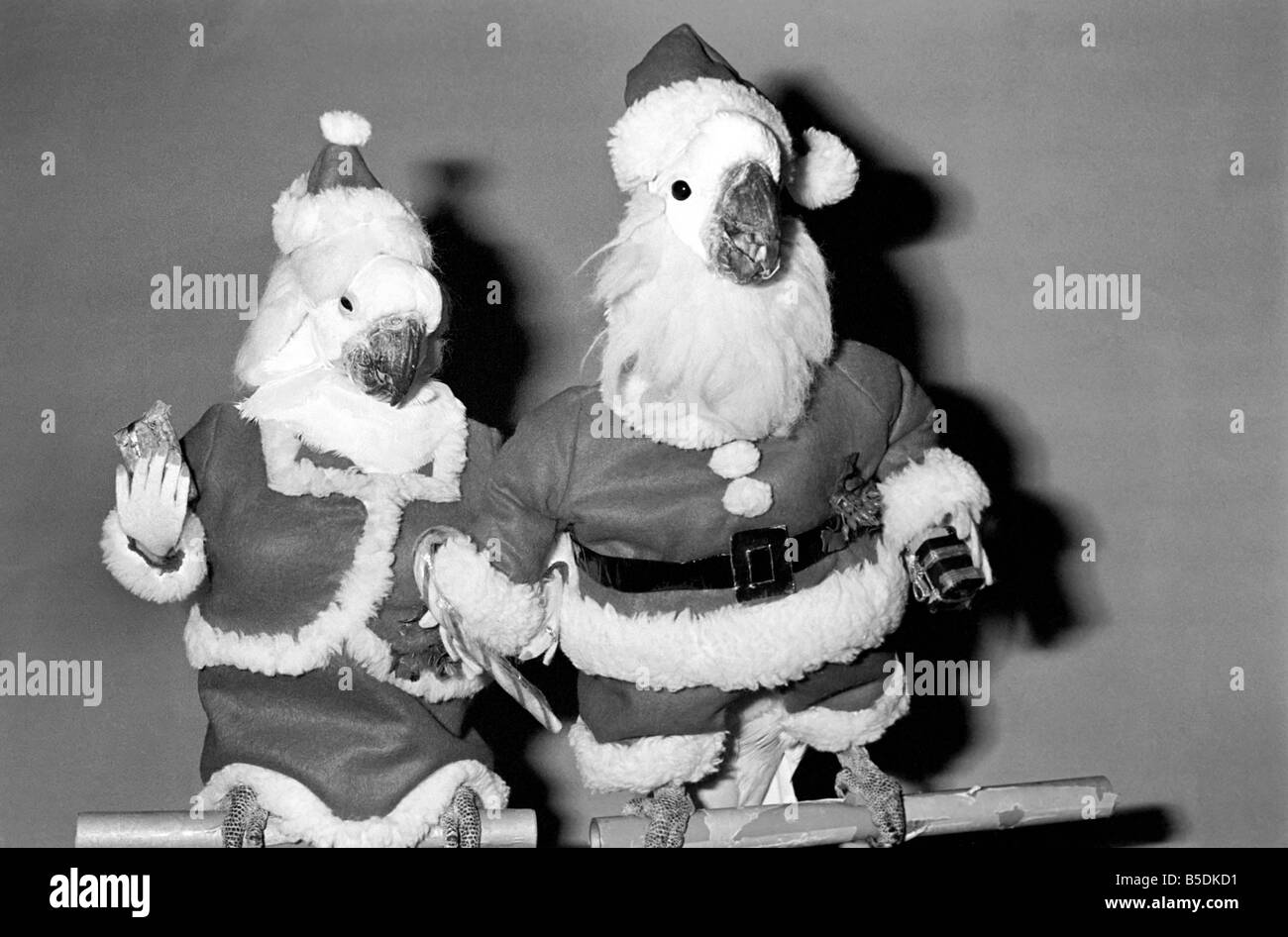 Animals: Birds: Humour: Parrots in fancy dress in humorous poses ...