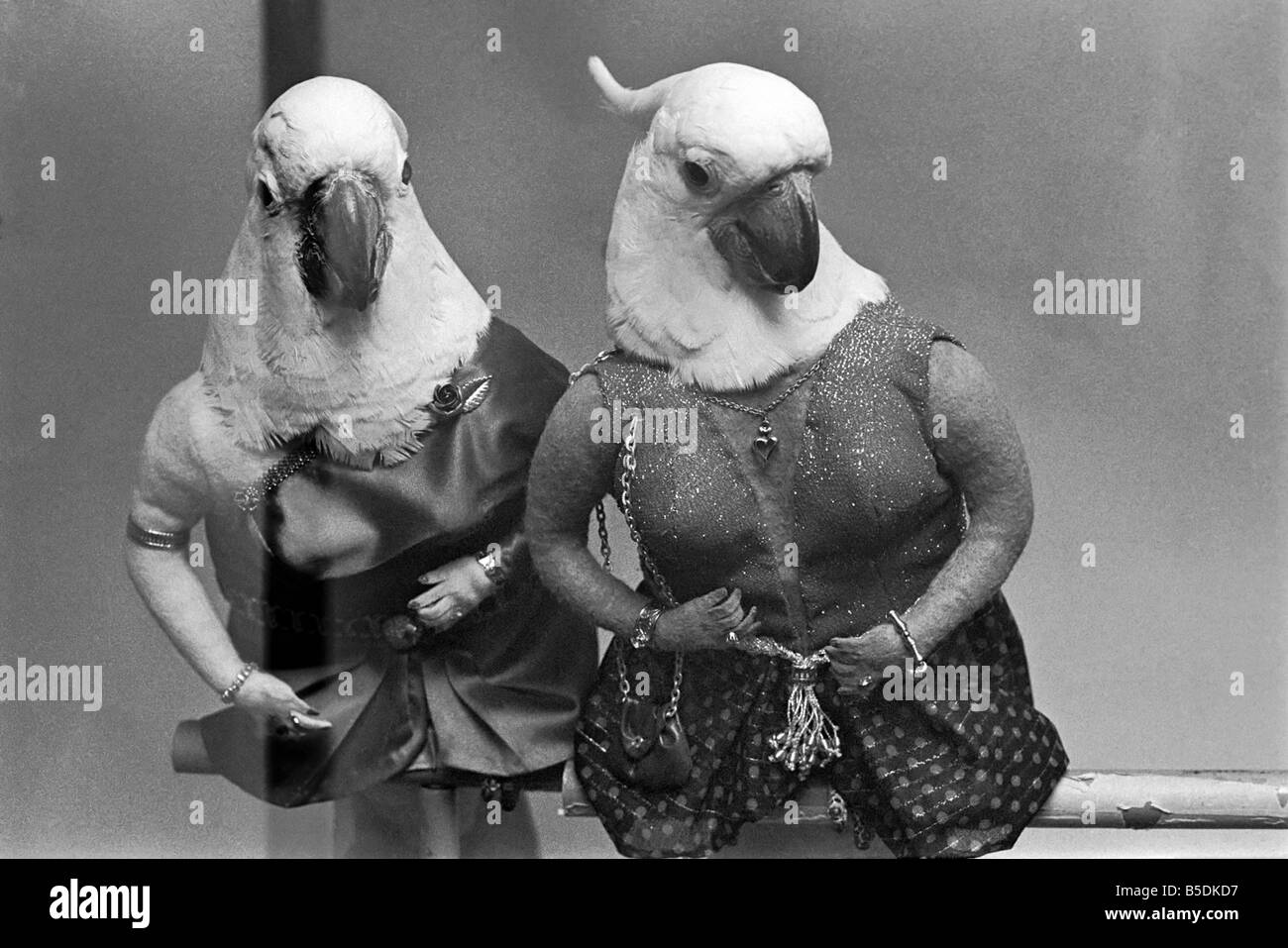 Animals: Birds: Humour: Parrots in fancy dress in humorous poses ...