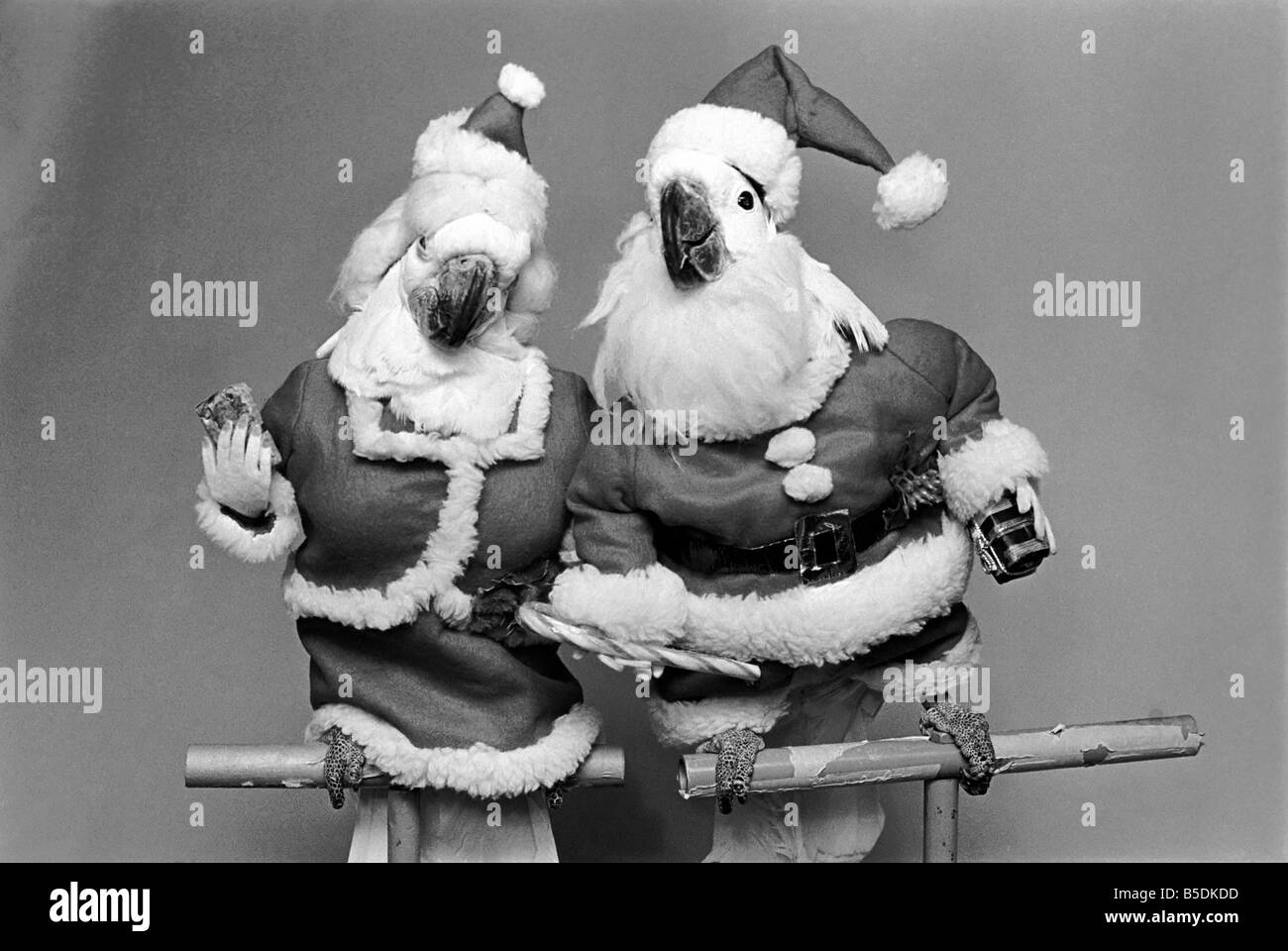 Animals: Birds: Humour: Parrots in fancy dress in humorous poses ...
