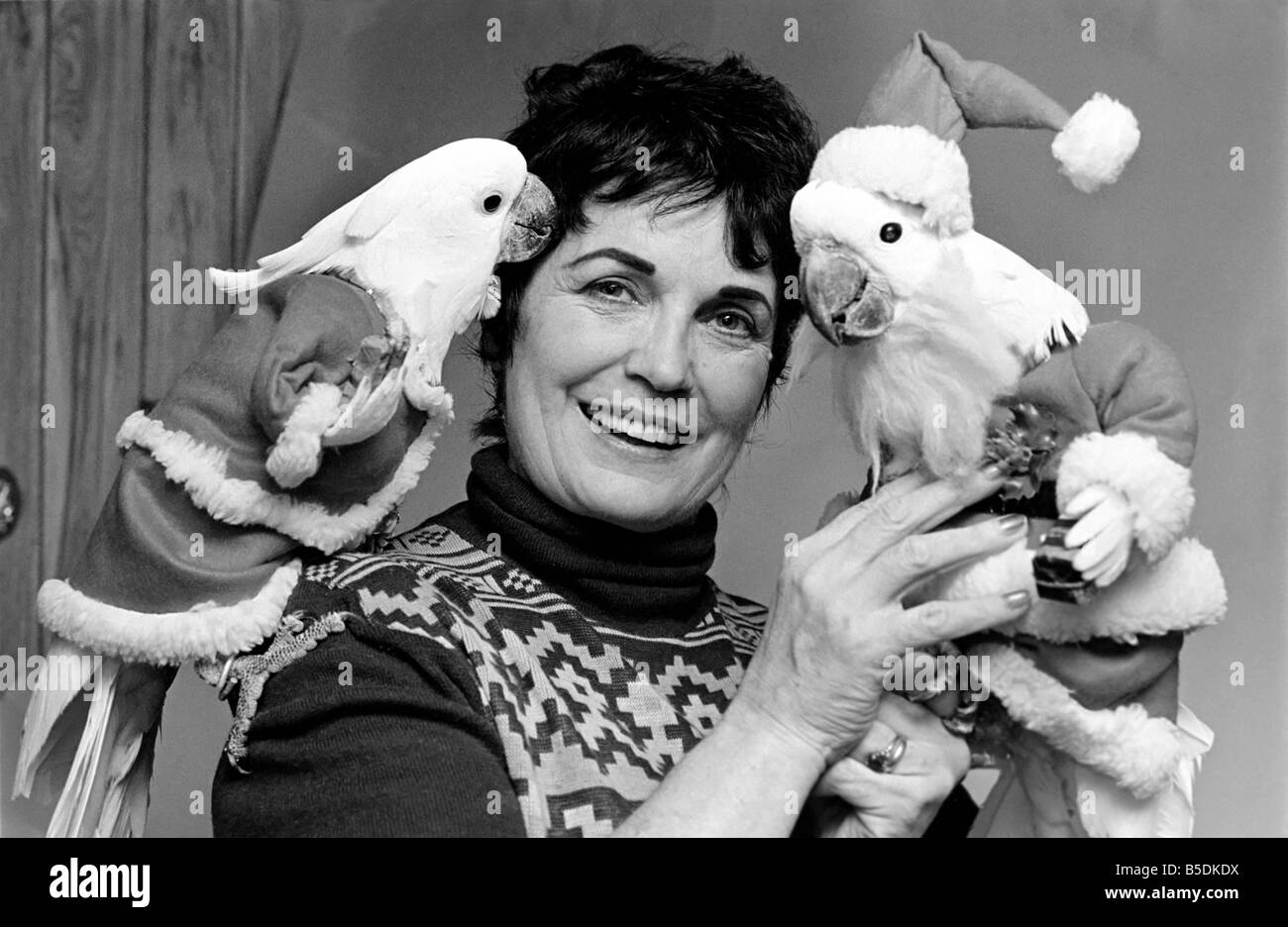 Animals: Birds: Humour: Parrots in fancy dress in humorous poses ...