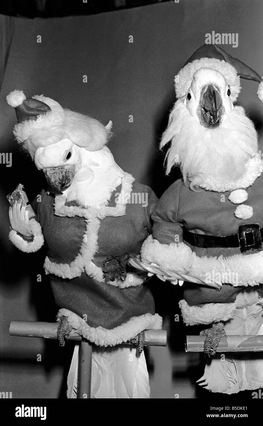 Parrot fancy dress hi-res stock photography and images - Alamy