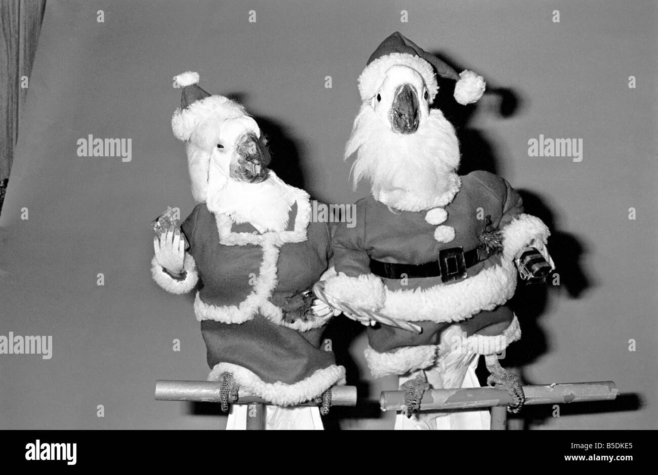 Parrot fancy dress hi-res stock photography and images - Alamy