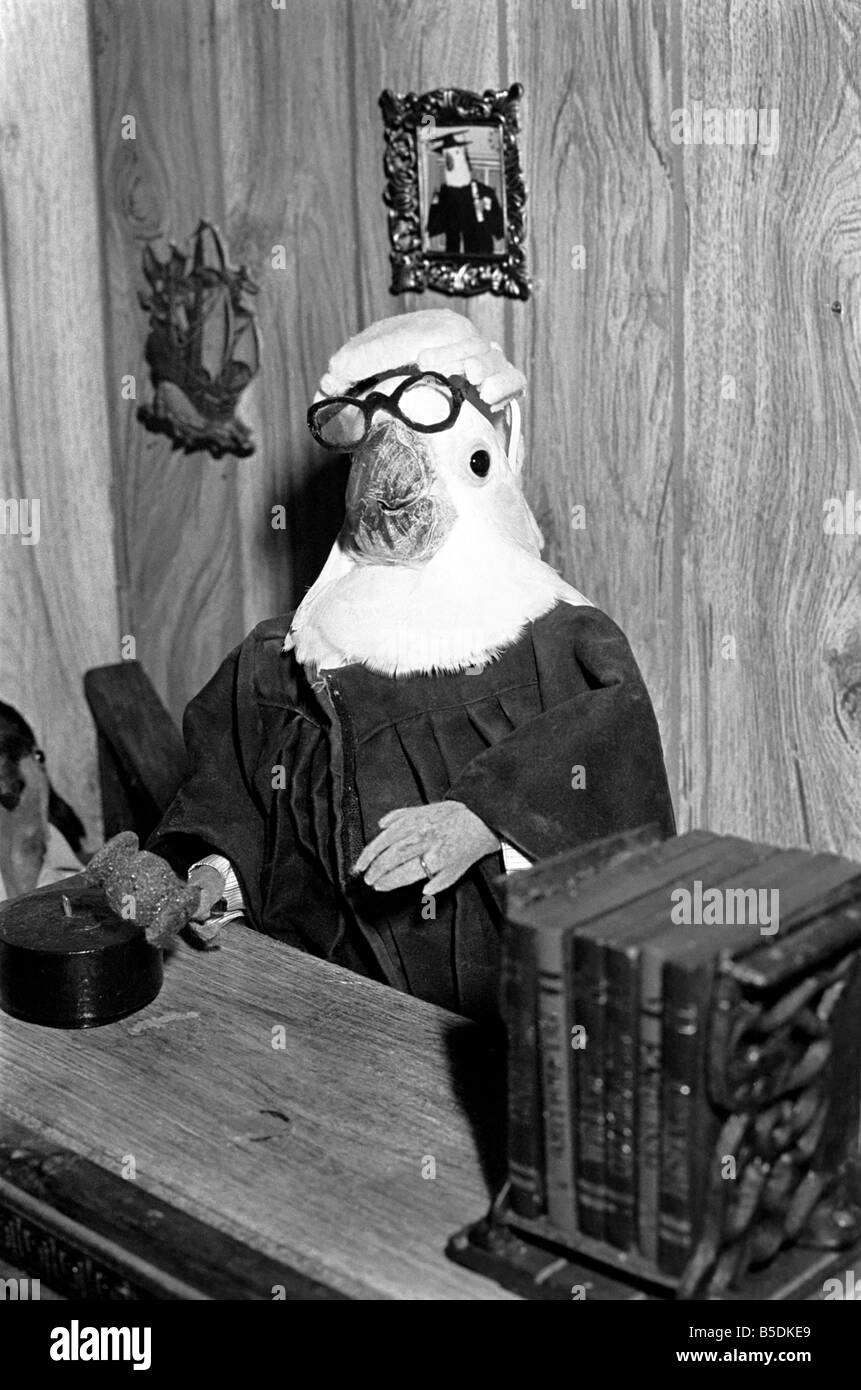 Animals: Birds: Humour: Parrots in fancy dress in humorous poses ...