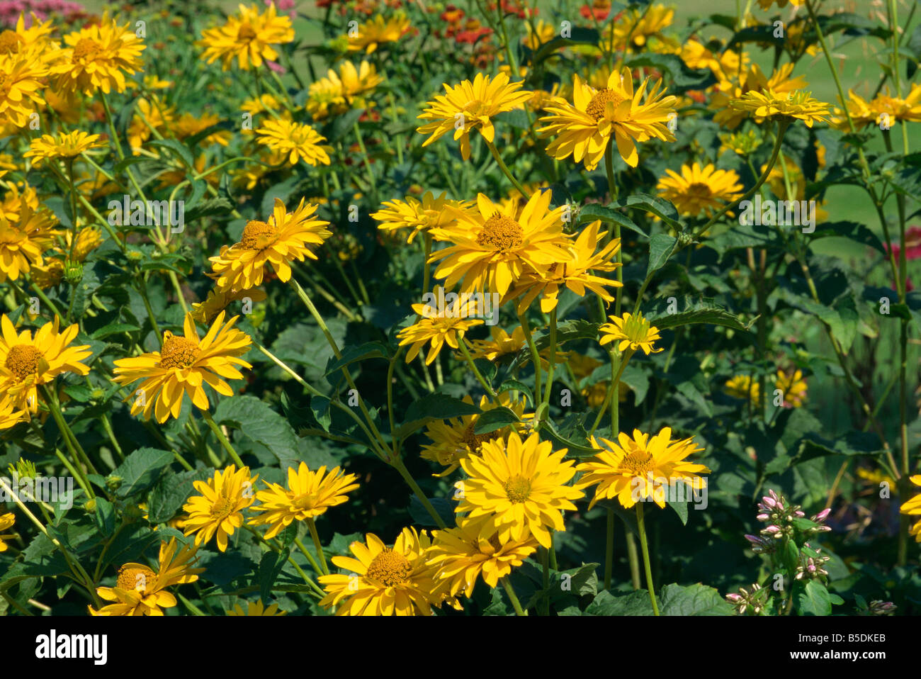 Helianthus x multiflorus hi-res stock photography and images - Alamy