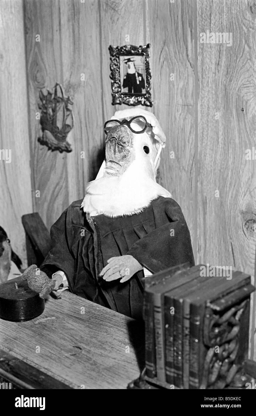 Animals: Birds: Humour: Parrots in fancy dress in humorous poses ...