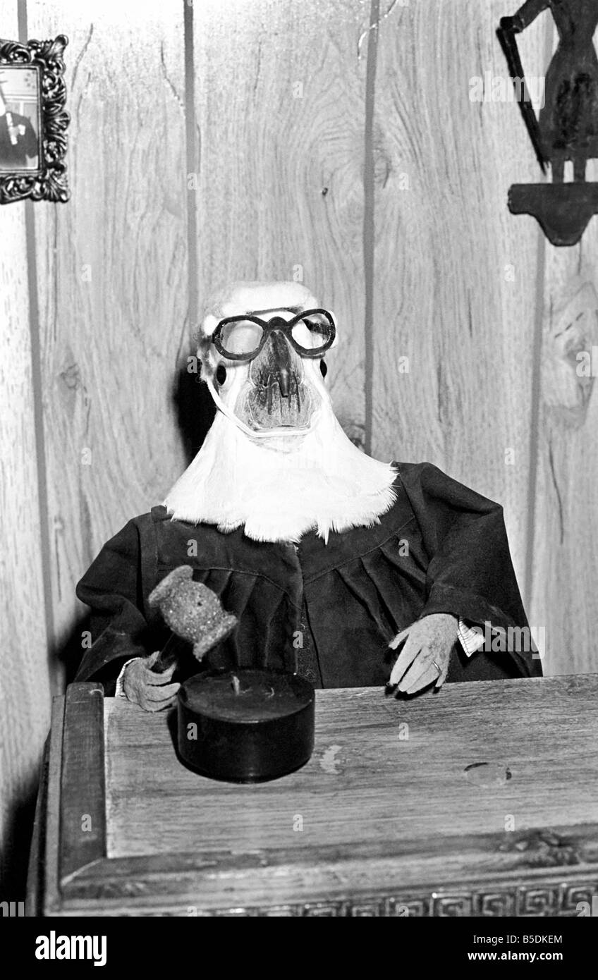 Animals: Birds: Humour: Parrots in fancy dress in humorous poses ...