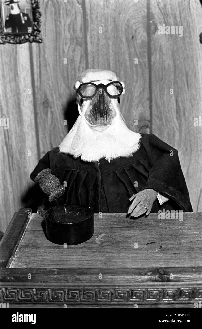 Animals: Birds: Humour: Parrots in fancy dress in humorous poses ...