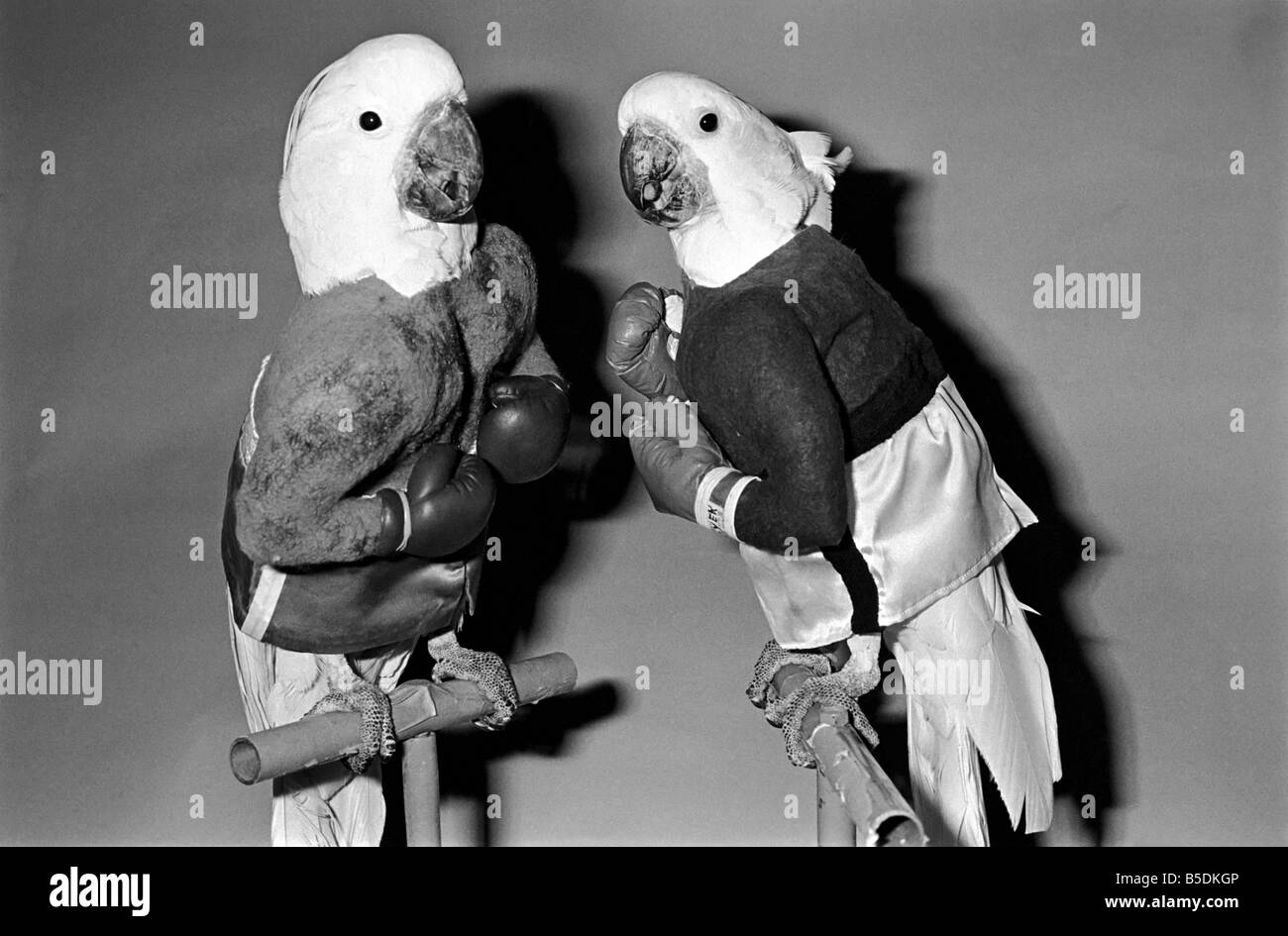 Animals: Birds: Humour: Parrots in fancy dress in humorous poses ...