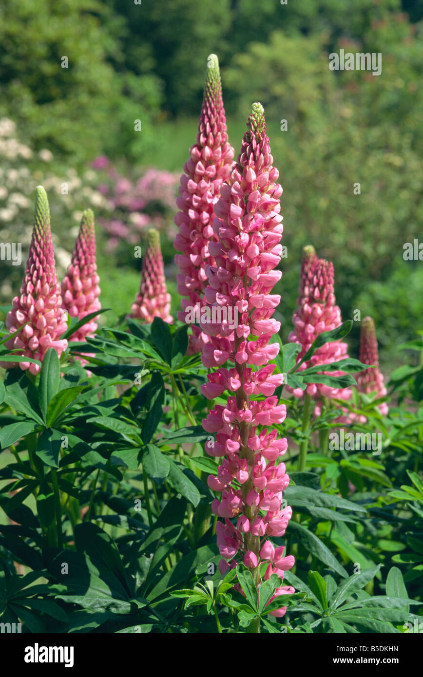 Lupinus russell hybrid hi-res stock photography and images - Alamy
