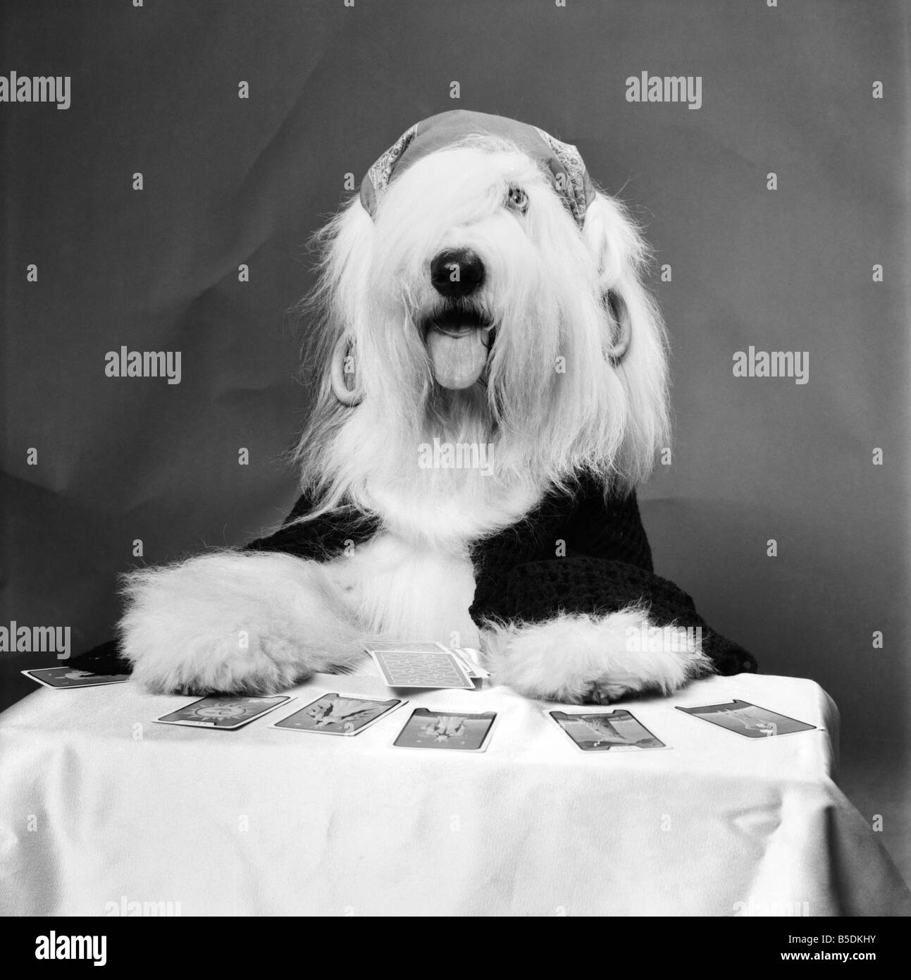 Animals: Dogs: Duke the Dulux Dog is another household name. He loves ...