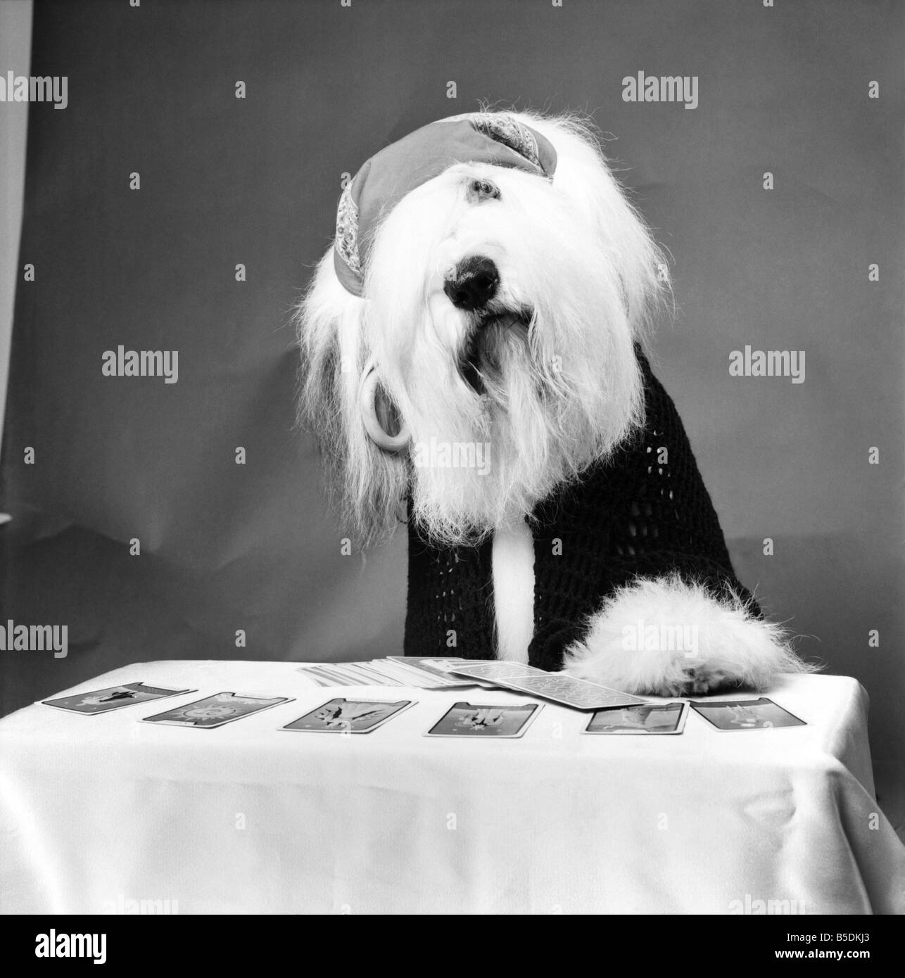 Animals: Dogs: Duke the Dulux Dog is another household name. He loves ...