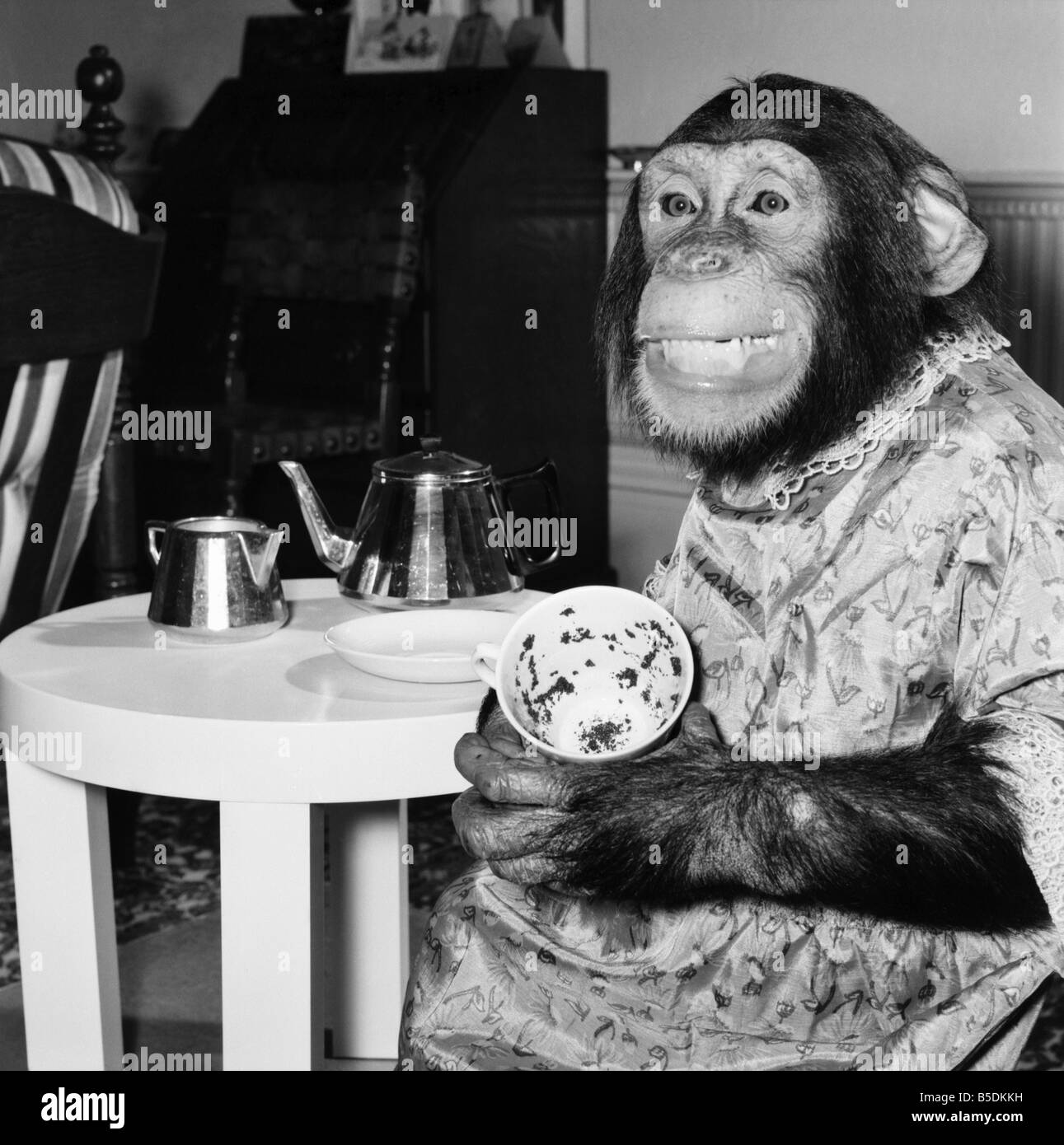 Animals: Apes and Monkeys: Humour: Ada The Chimp who loves to ...