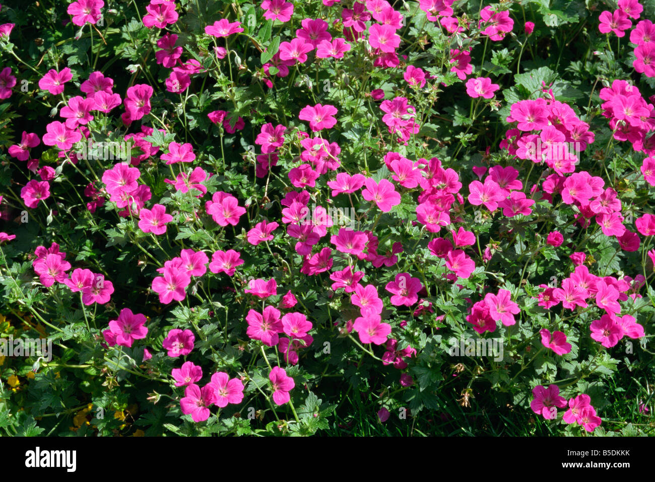 Russell Pritchard High Resolution Stock Photography and Images - Alamy