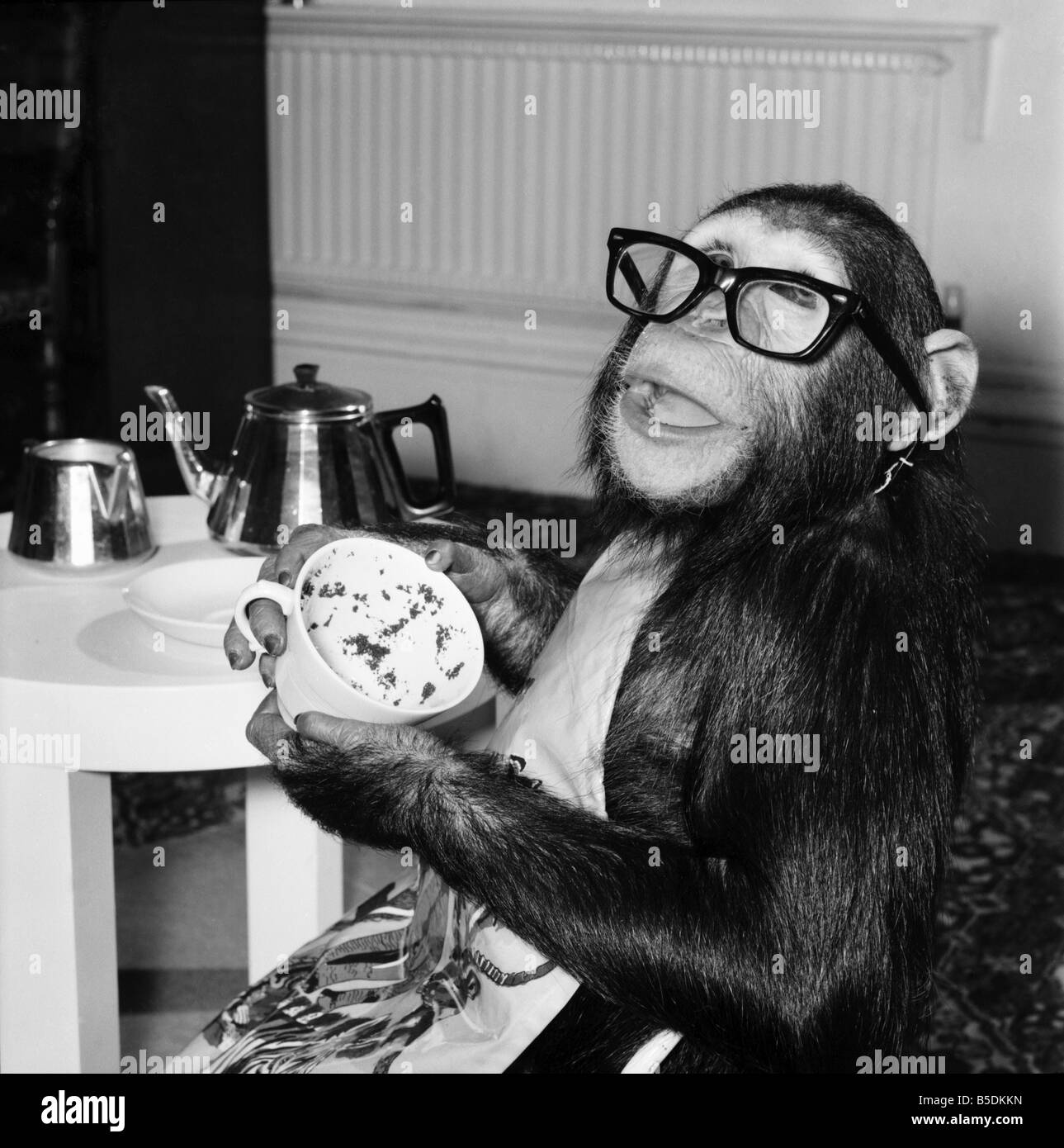 Monkeys reading Black and White Stock Photos & Images - Alamy