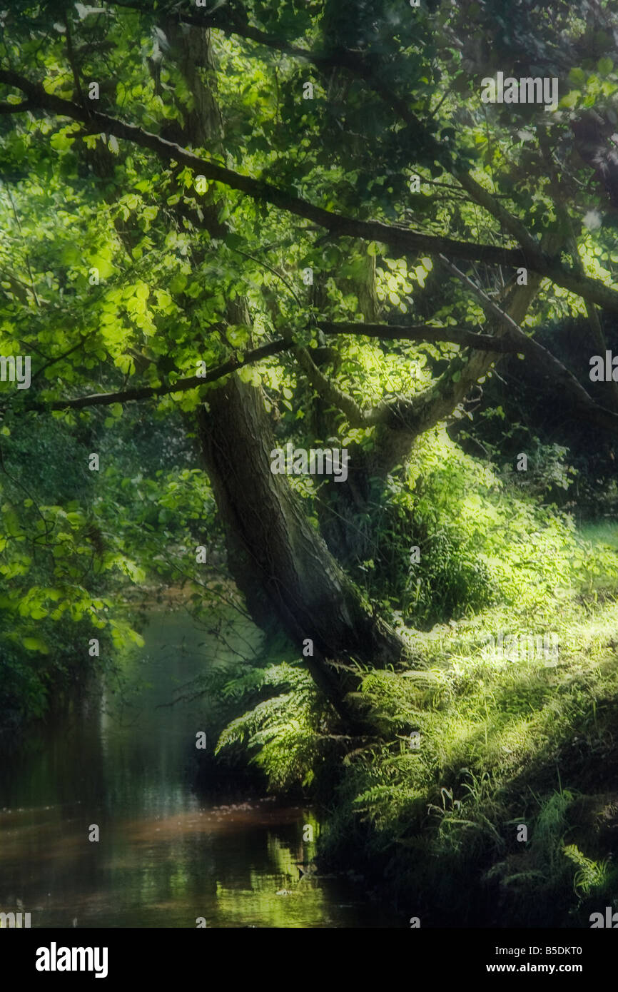 Sunlight filtering through beech trees overhanging a shady brook in the ...