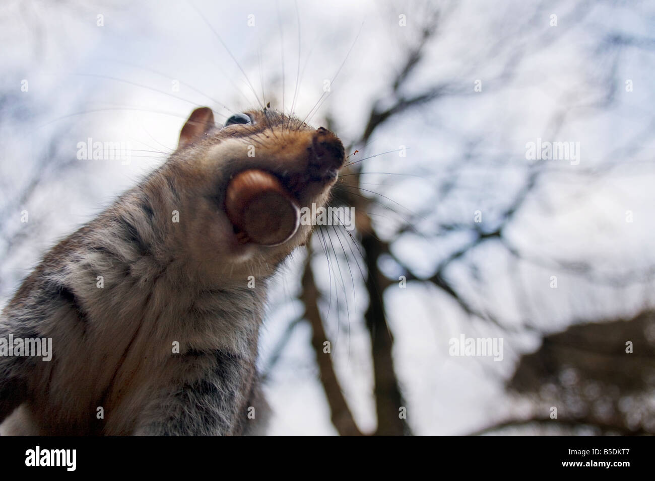 squirrel with a hazel nut in mouth Stock Photo - Alamy