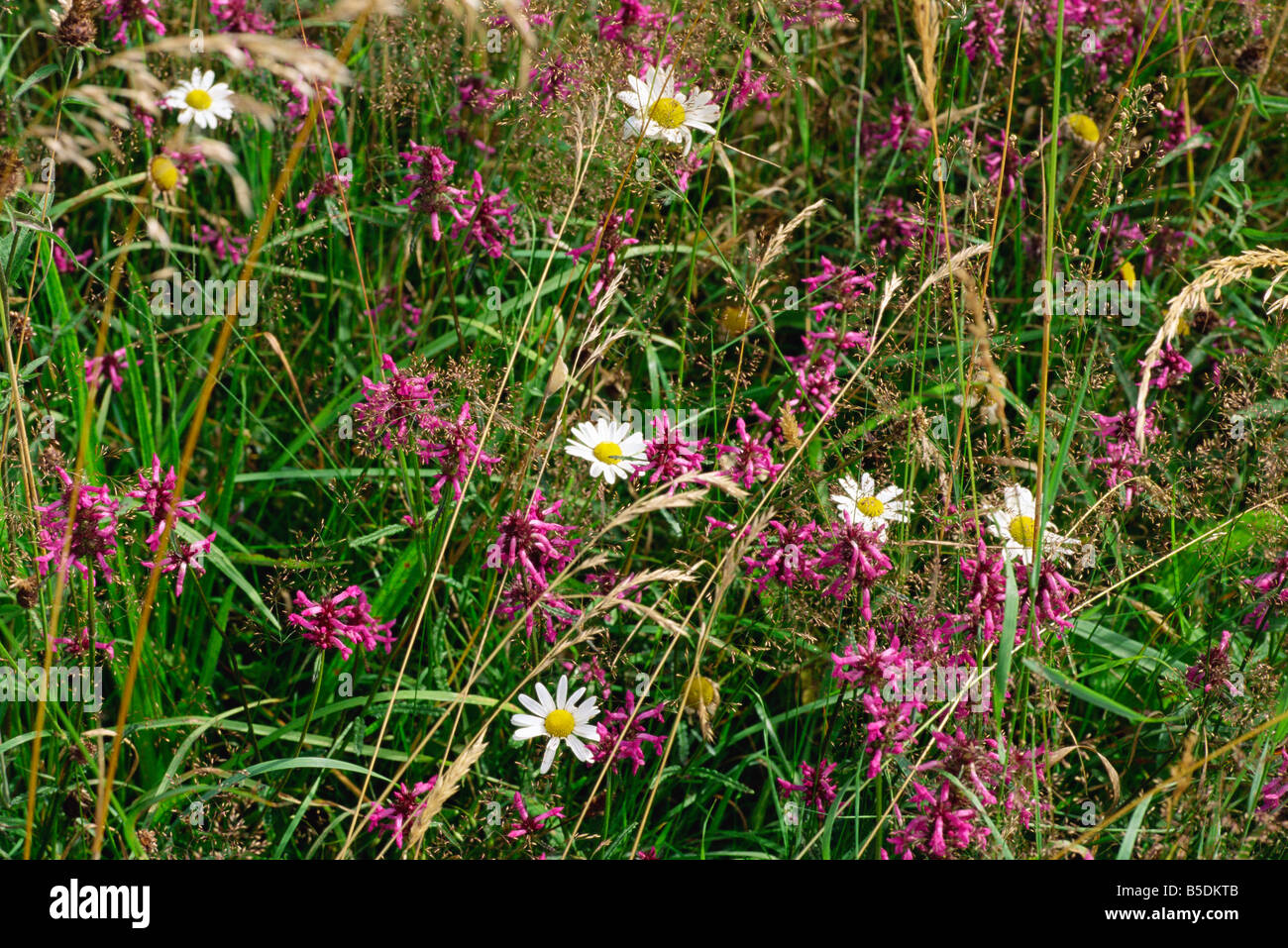 Wild flowers thrive in an old meadow in August in Devon England M H ...