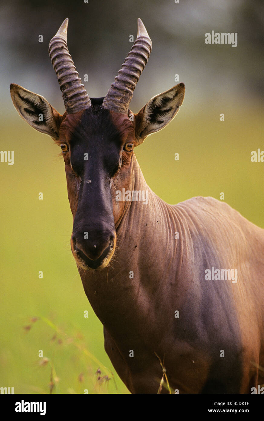 Topi portrait hi-res stock photography and images - Alamy