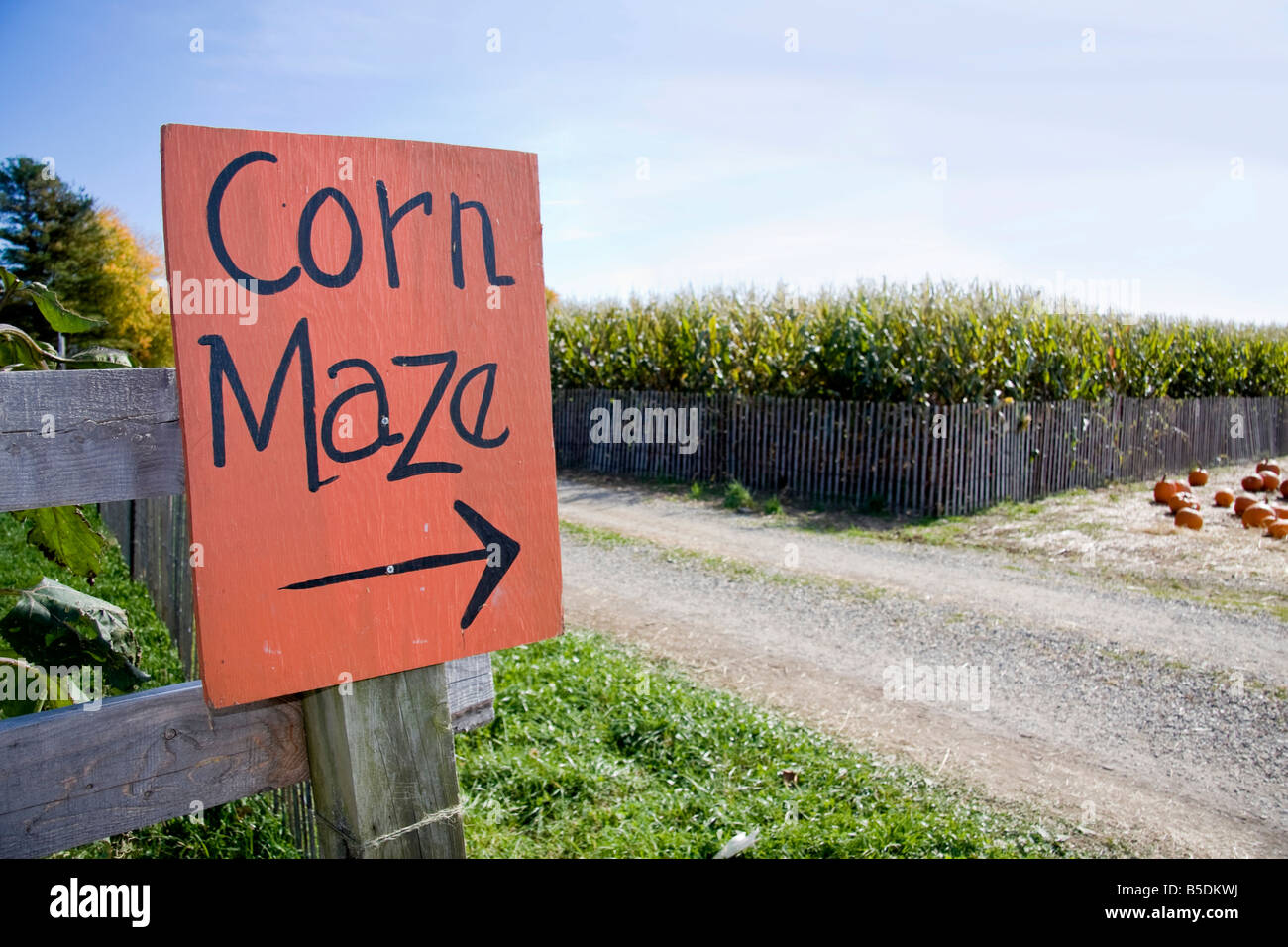Corn maze hi-res stock photography and images - Alamy