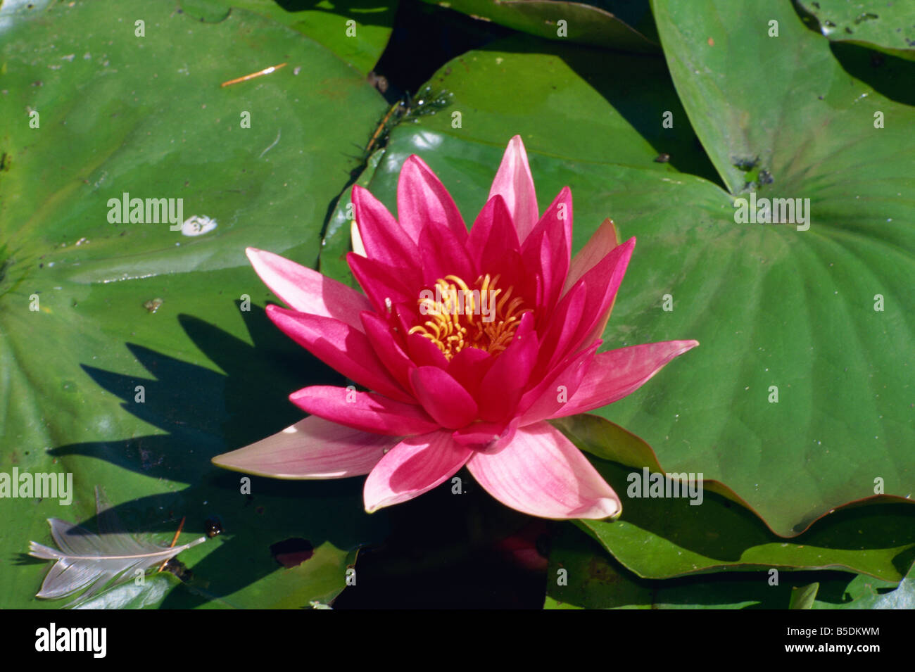 Nymphaea escarboucle hi-res stock photography and images - Alamy