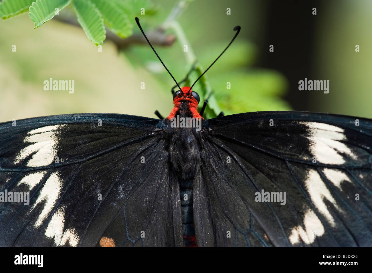 Pachliopta hector. Crimson rose butterfly close up in the Indian ...
