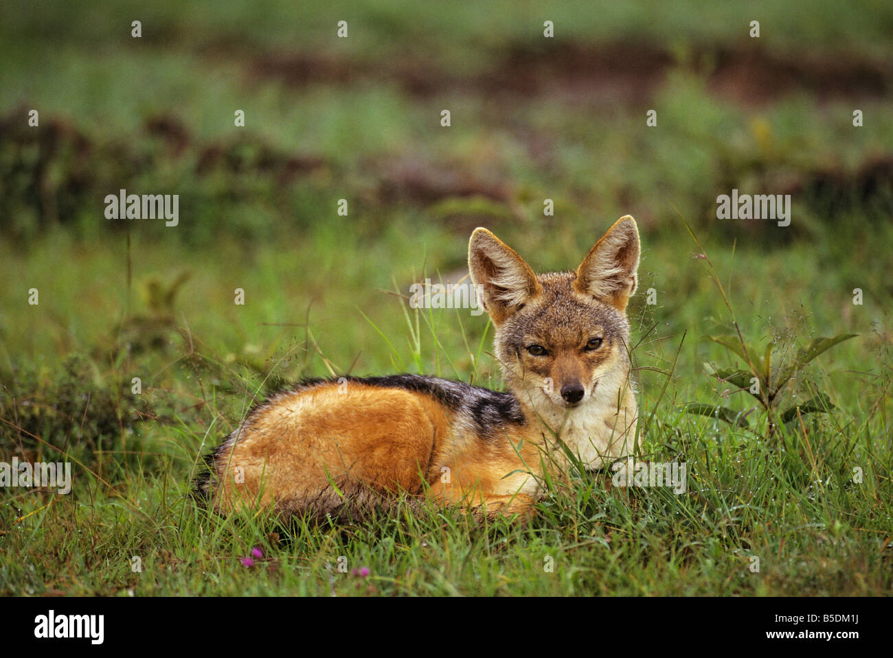 A Black-backed Jackal resting in the Wet Grass Stock Photo - Alamy