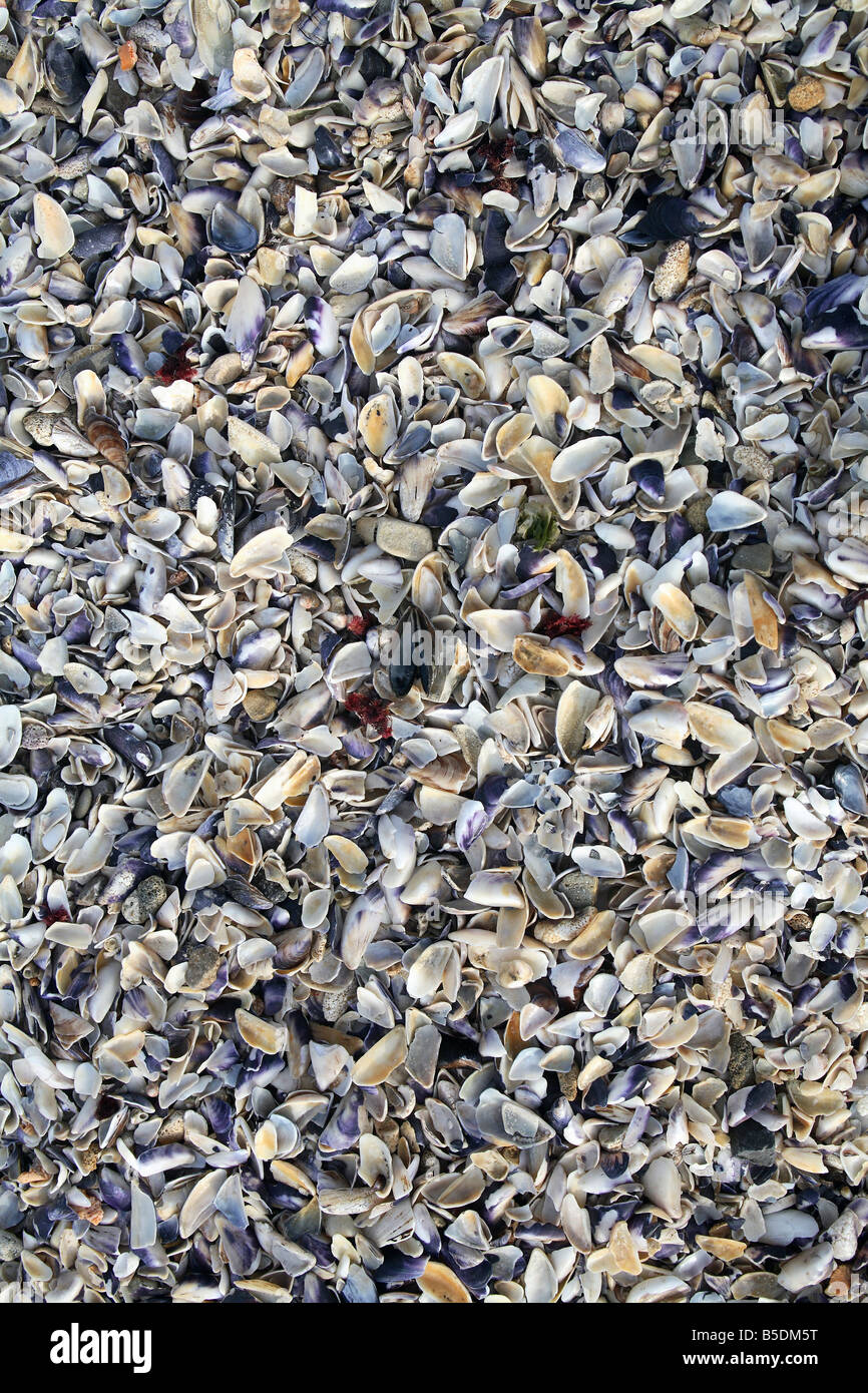 Conches on a beach Stock Photo - Alamy