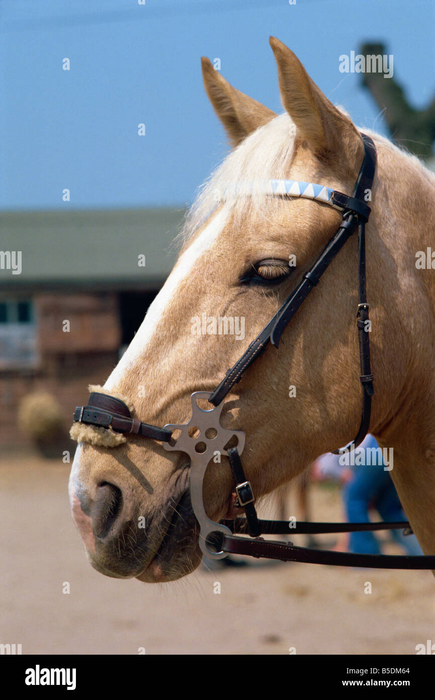 Hackamore hi-res stock photography and images - Alamy