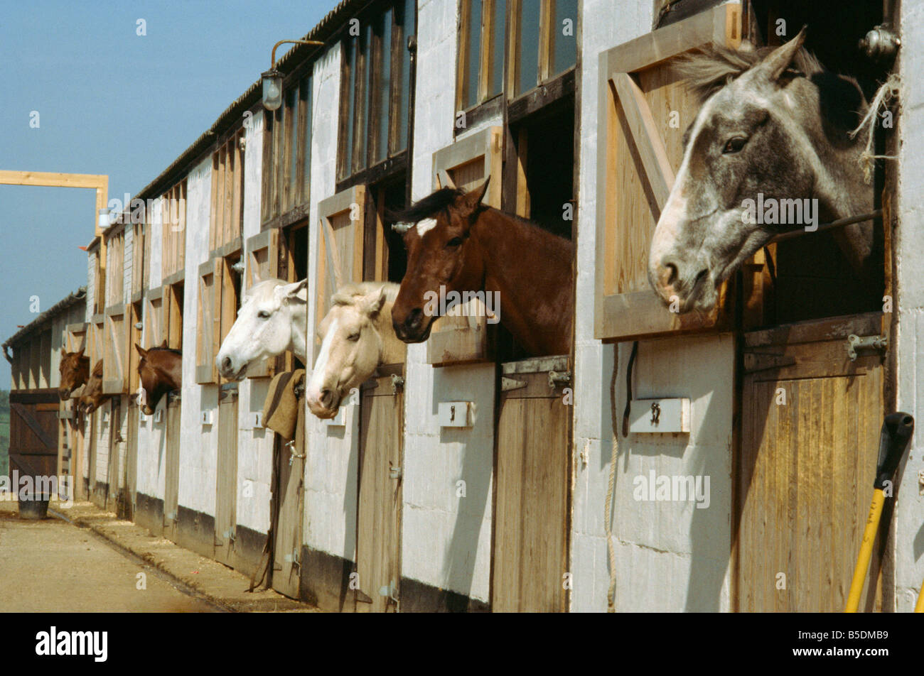 Horses in stables England United Kingdom Europe Stock Photo - Alamy