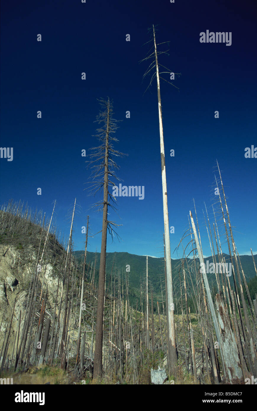 Forest north of Mount St. Helens National Volcanic Monument, damaged by ...