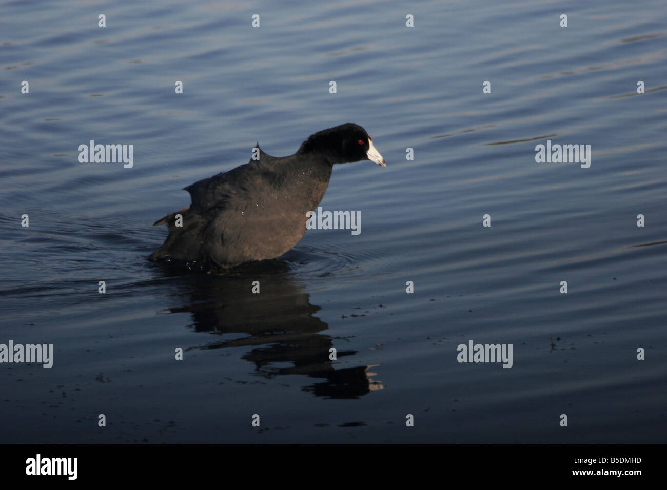 American Coot taking flight Stock Photo - Alamy