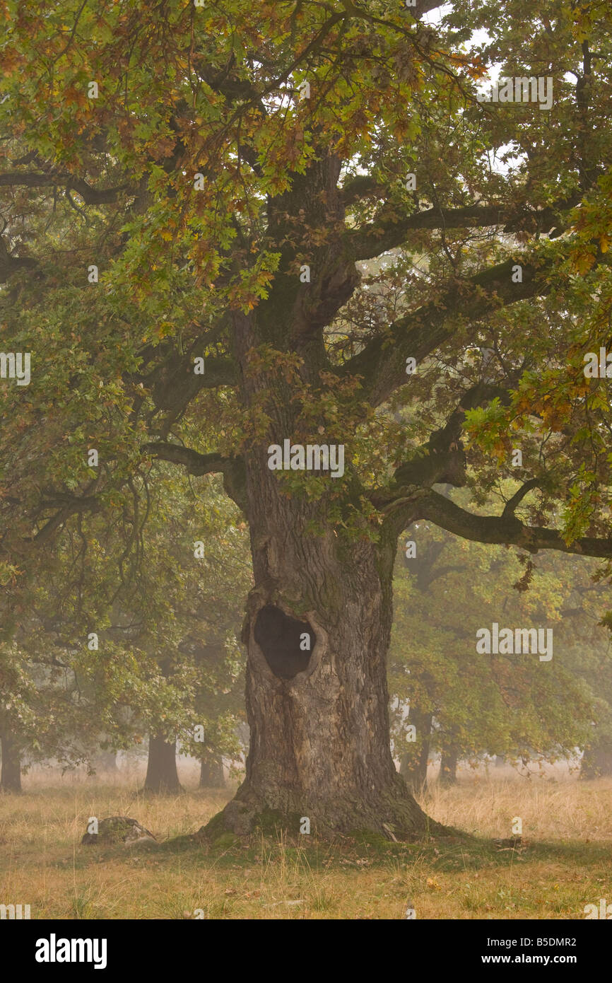 Ancient wood pasture with old oaks in the mist autumn the Breite nature ...