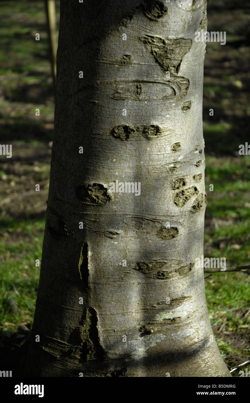 Trunk of beech tree with old scarring on bark Stock Photo - Alamy